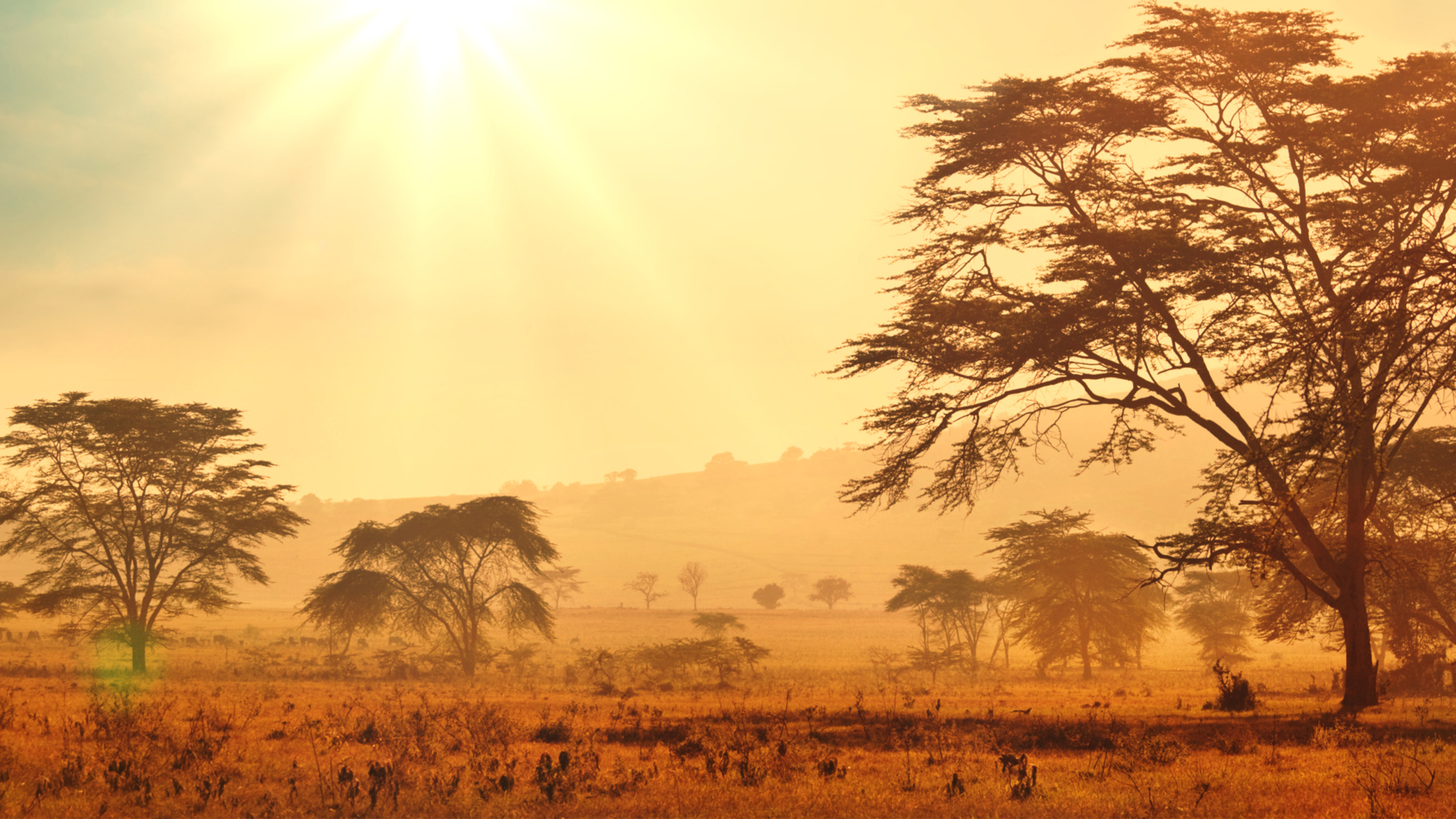 Books of the Bible Study Questions: Amos