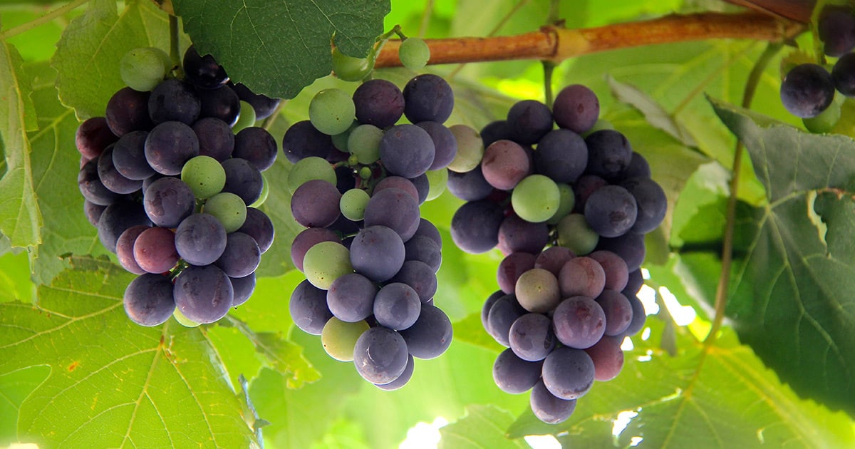 Pruning Is a Gift from God