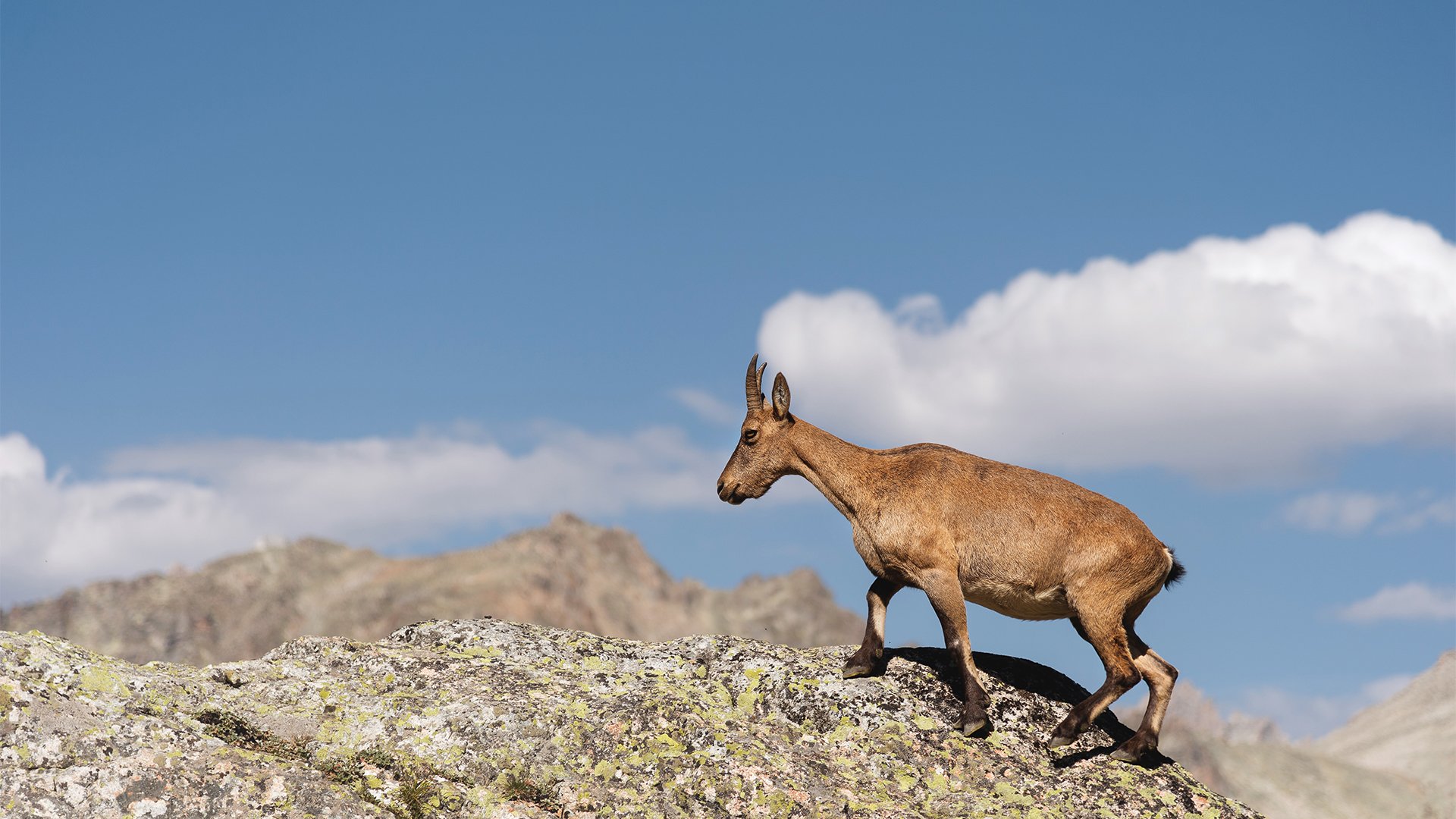 The Origin of Scapegoat