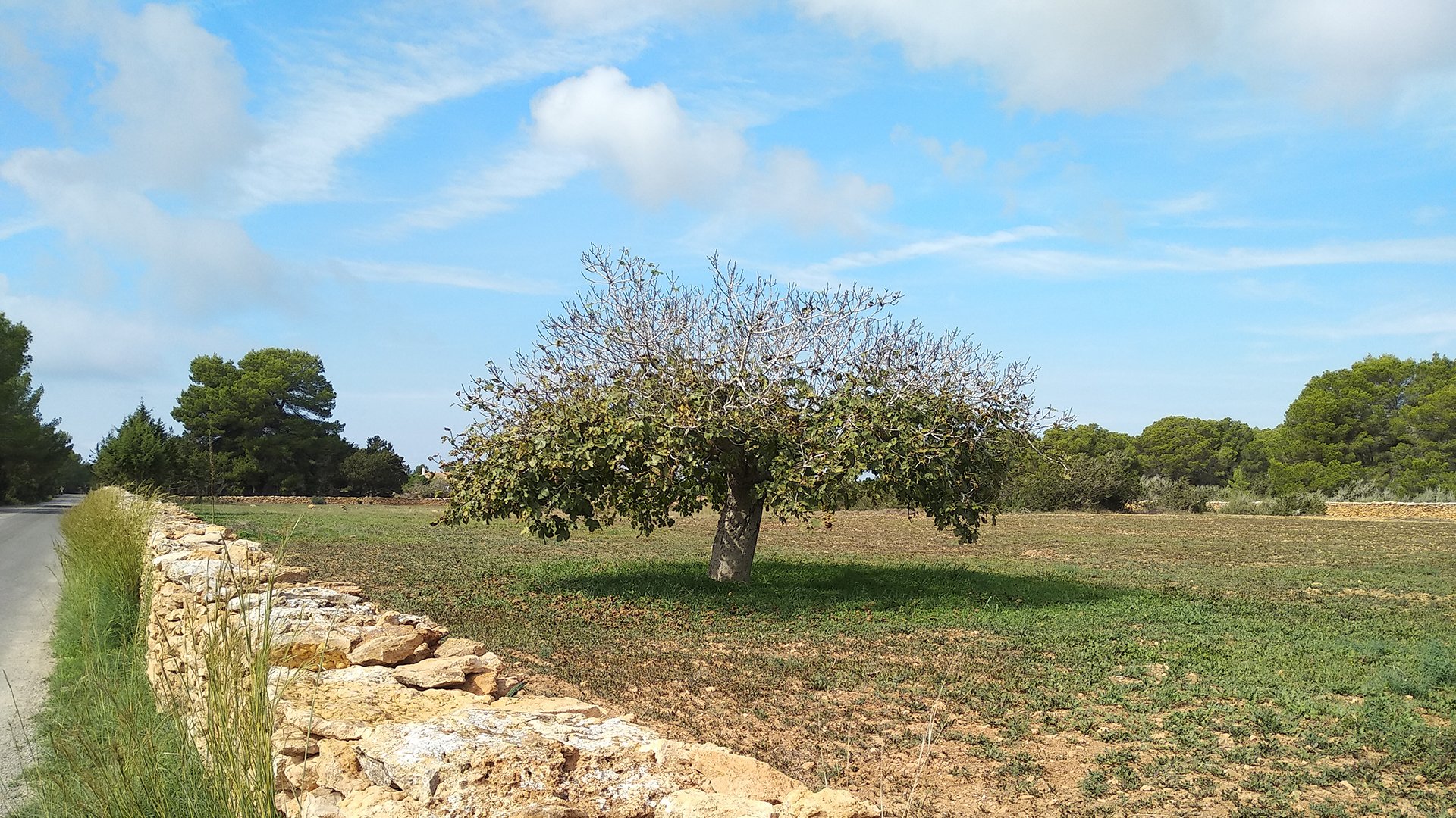 Teaching Parables: The Barren Fig Tree