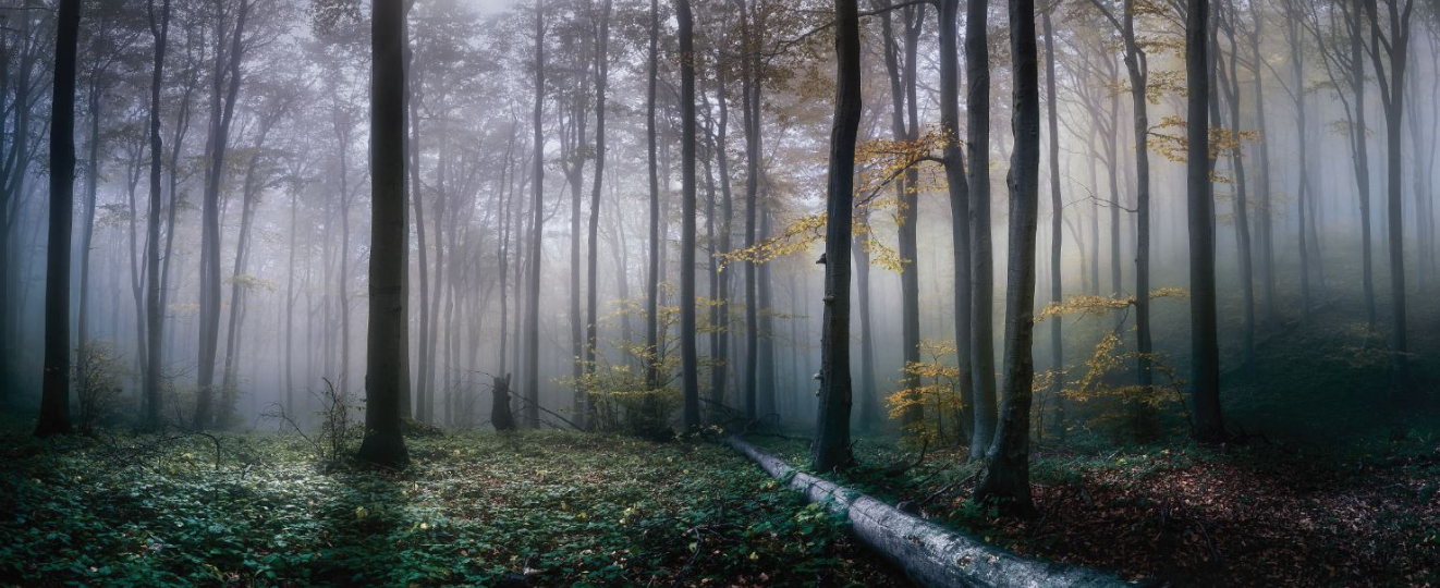 Books of the Bible Study Questions: 1 Peter