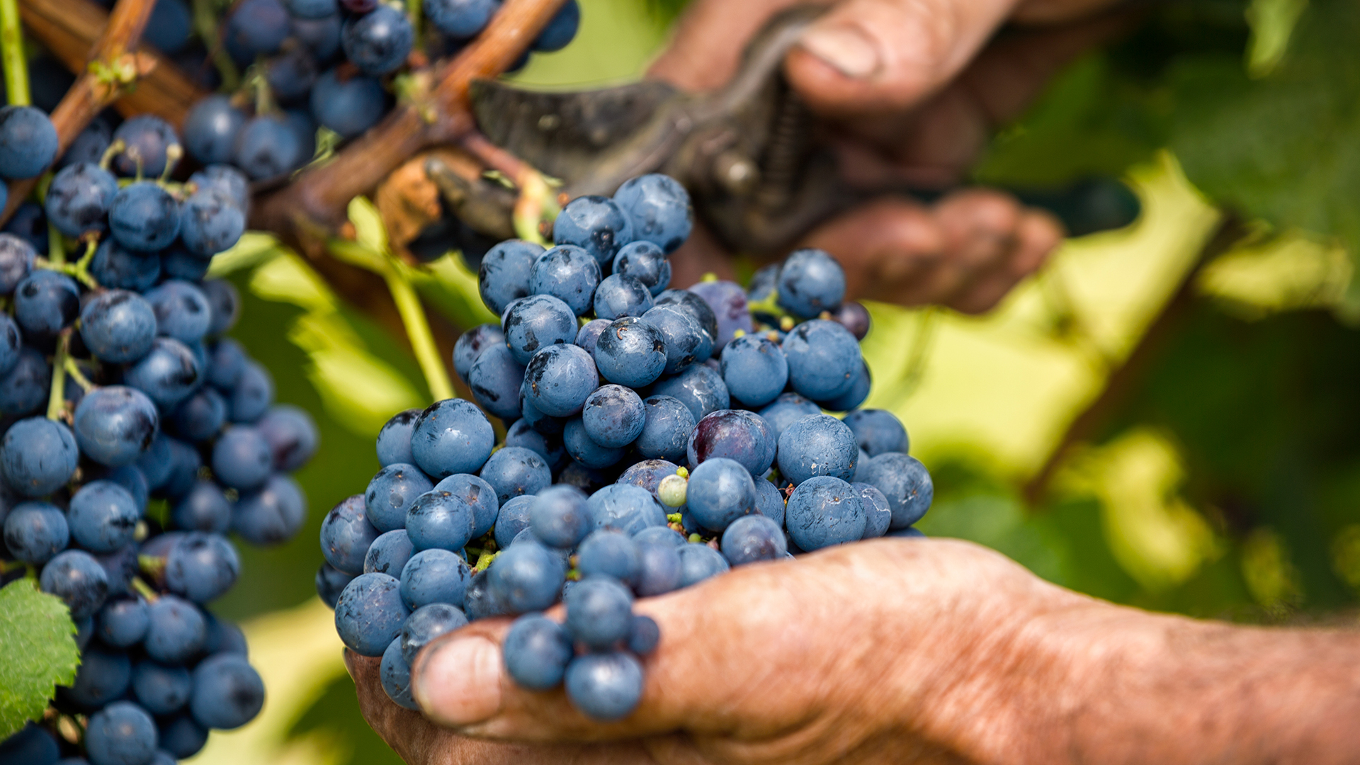 Teaching Parables: The Laborers in the Vineyard
